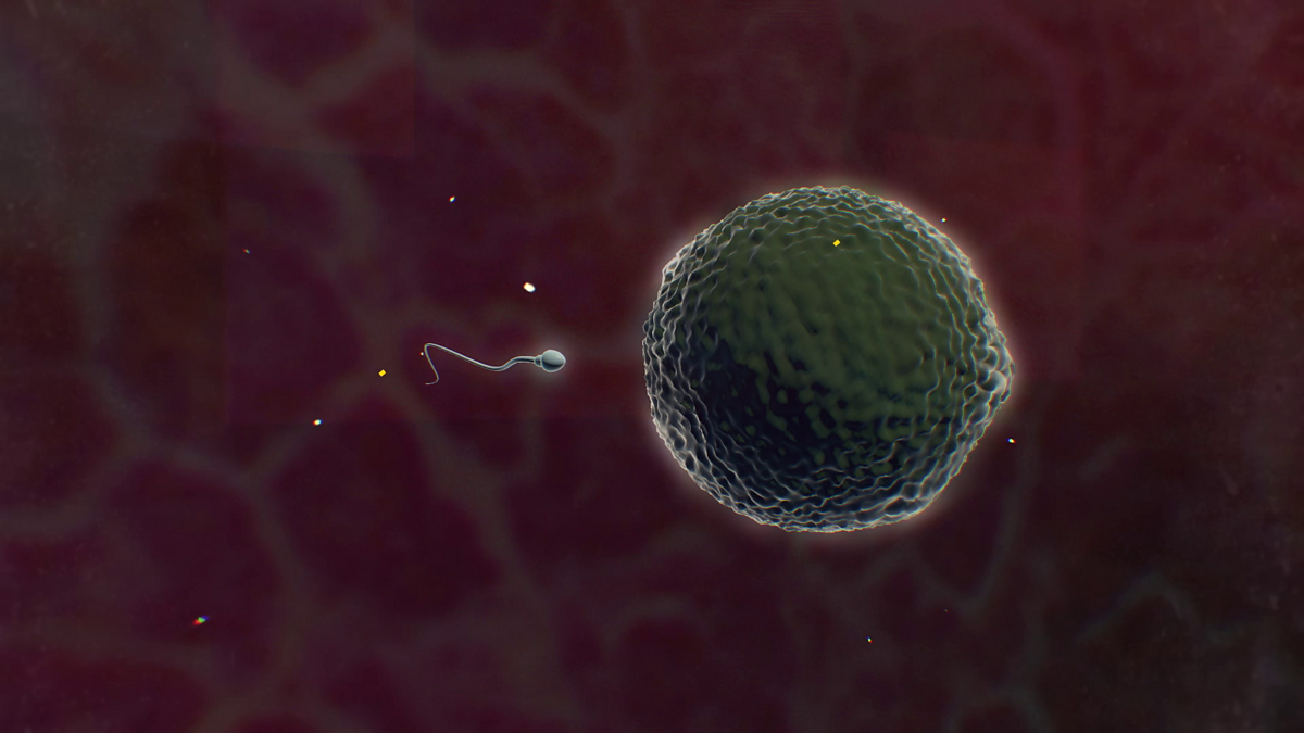 Revise: Reproduction test questions - National 5 Biology - BBC Bitesize