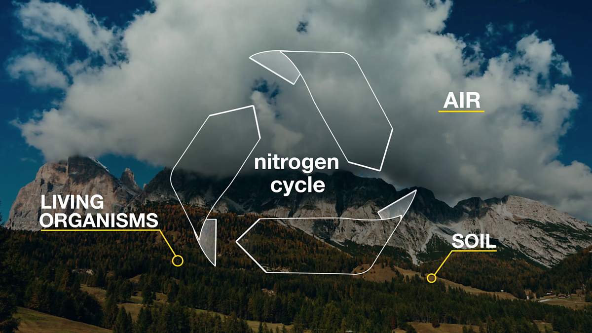 Video: The Nitrogen cycle - Revision guides: Life on Earth: Video ...