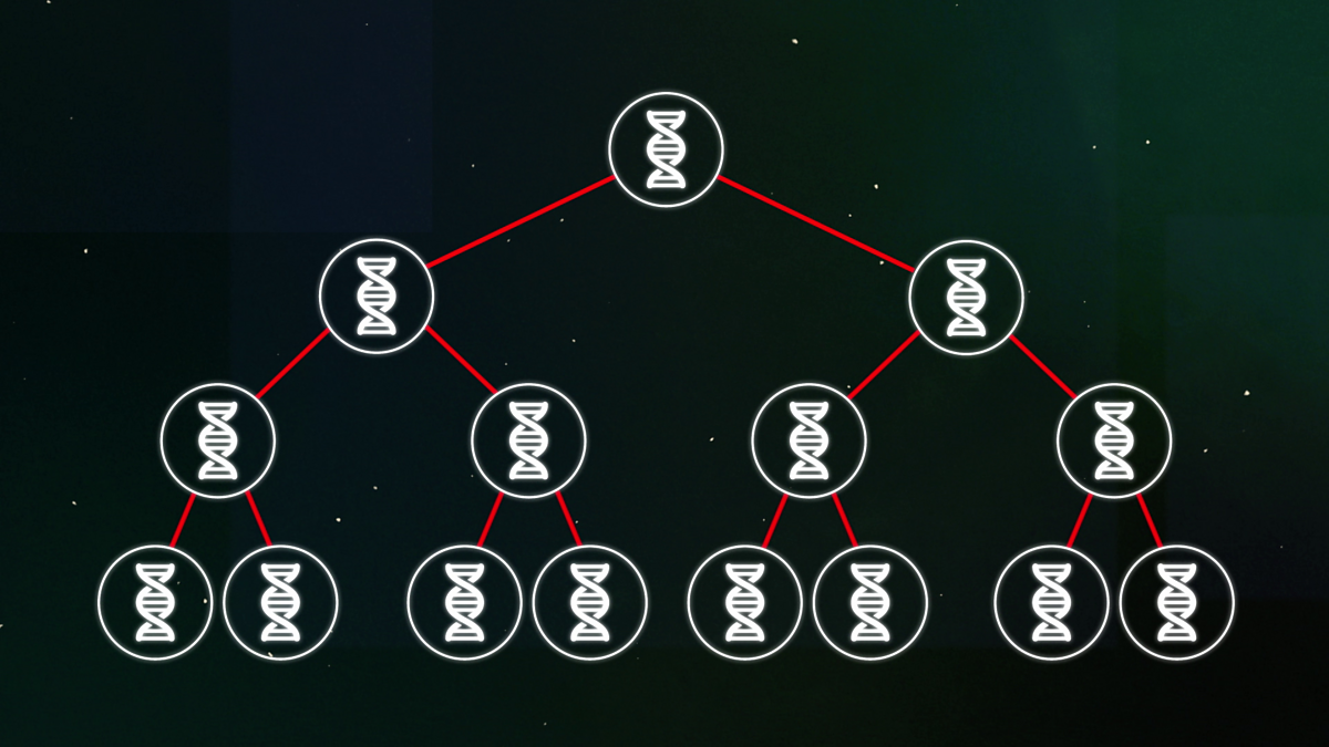 Asexual reproduction - Asexual and sexual reproduction - 4th level ...