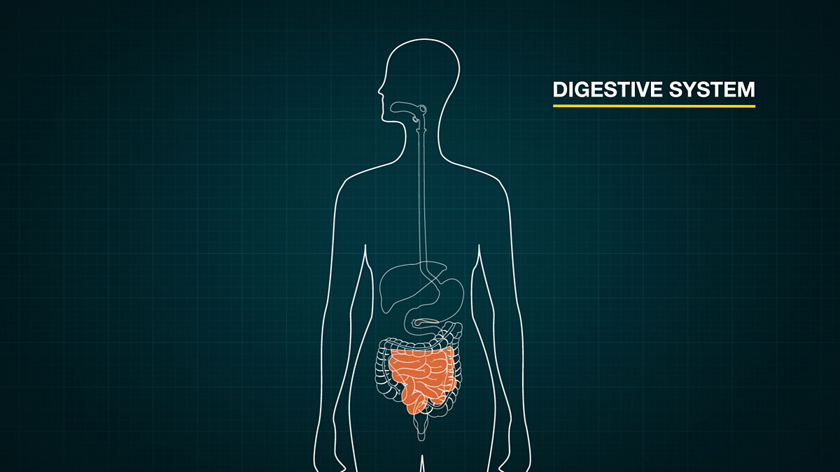 Transport and exchange - Digestive system - Multicellular organisms ...