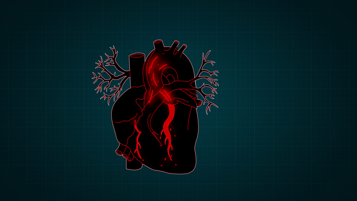 Video: Transport and exchange - Blood circulation - Revision guides ...