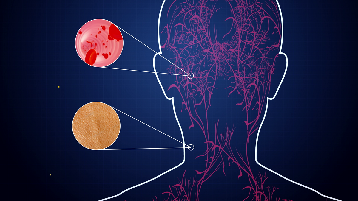 Video: Specialised and non-specialised cells - Revision guides ...