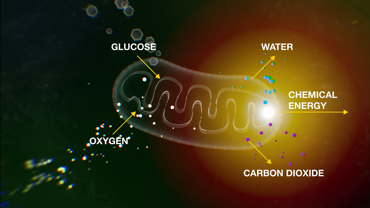 Video: Respiration - Revision guides: Cell biology: Video playlist ...