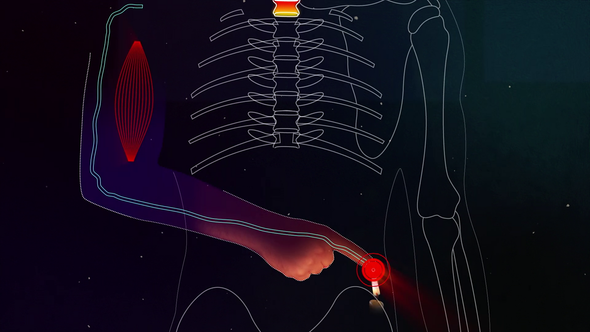 Structure of the brain - Revise: Control and communication - National 5 ...