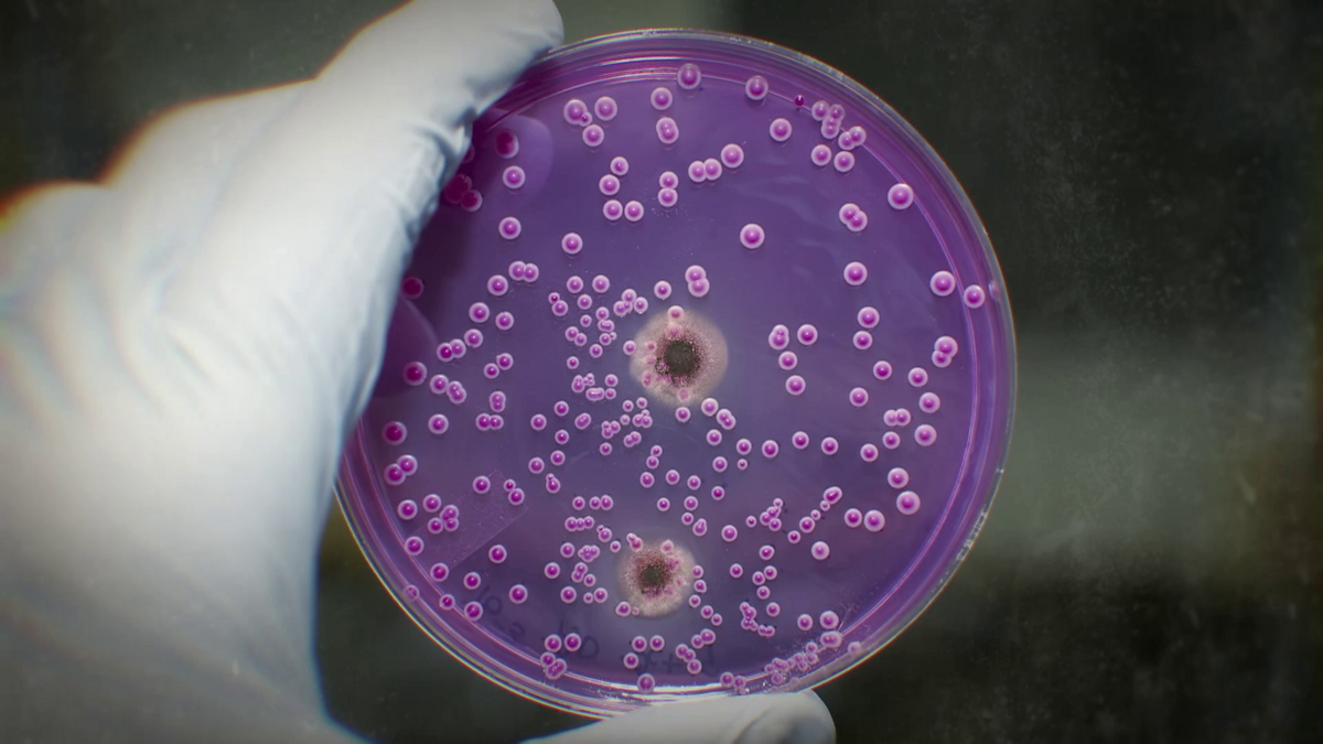 Cell division - Cell division and its role in growth and repair ...