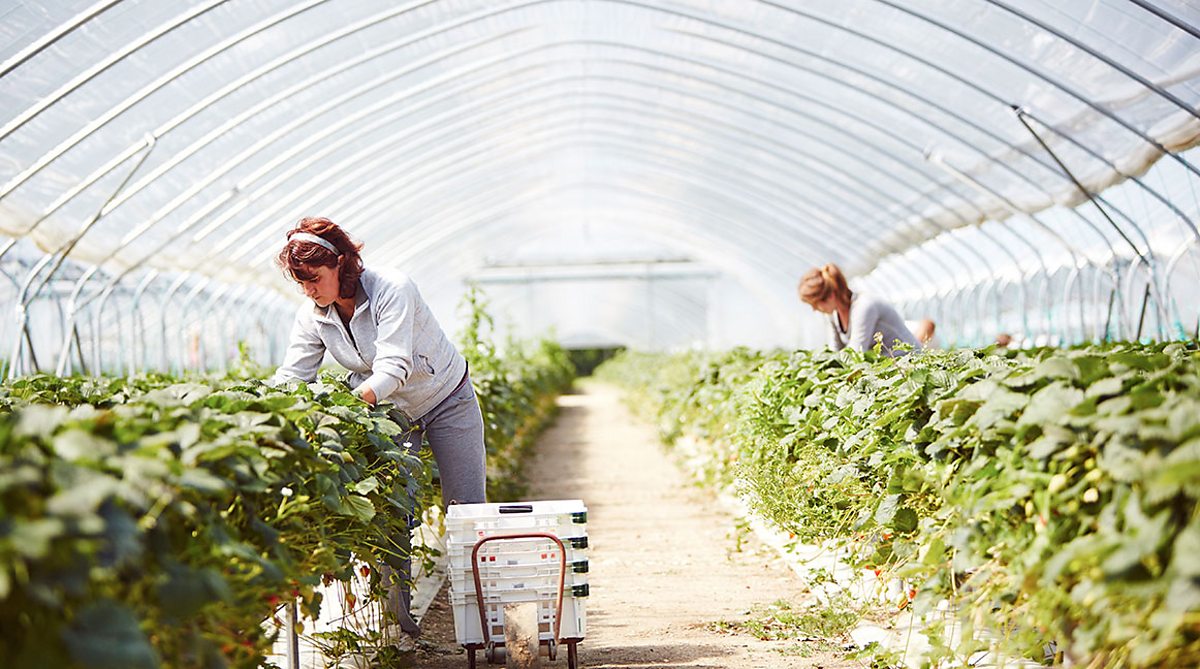 Biological polymers - Polymers - GCSE Chemistry (Single Science ...