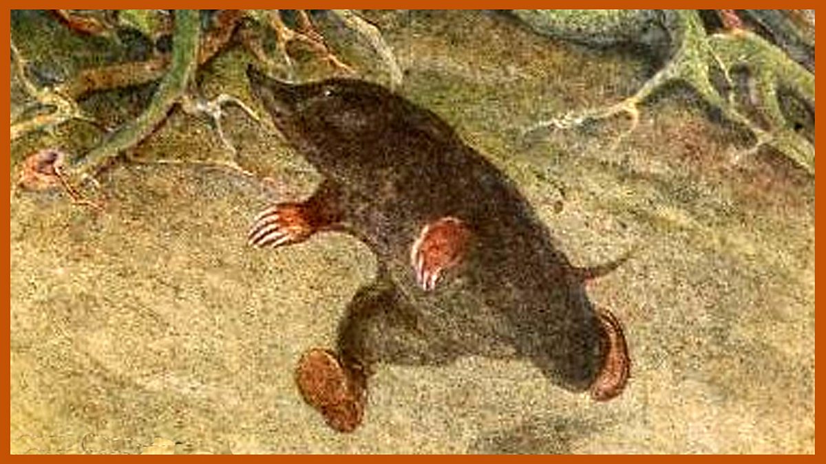 English KS2: The Wind in the Willows. 3: The Wild Wood - BBC Bitesize