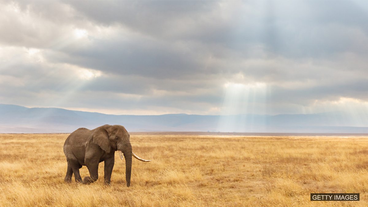 BBC Learning English - 媒体英语 / Size matters when it comes to extinction ...