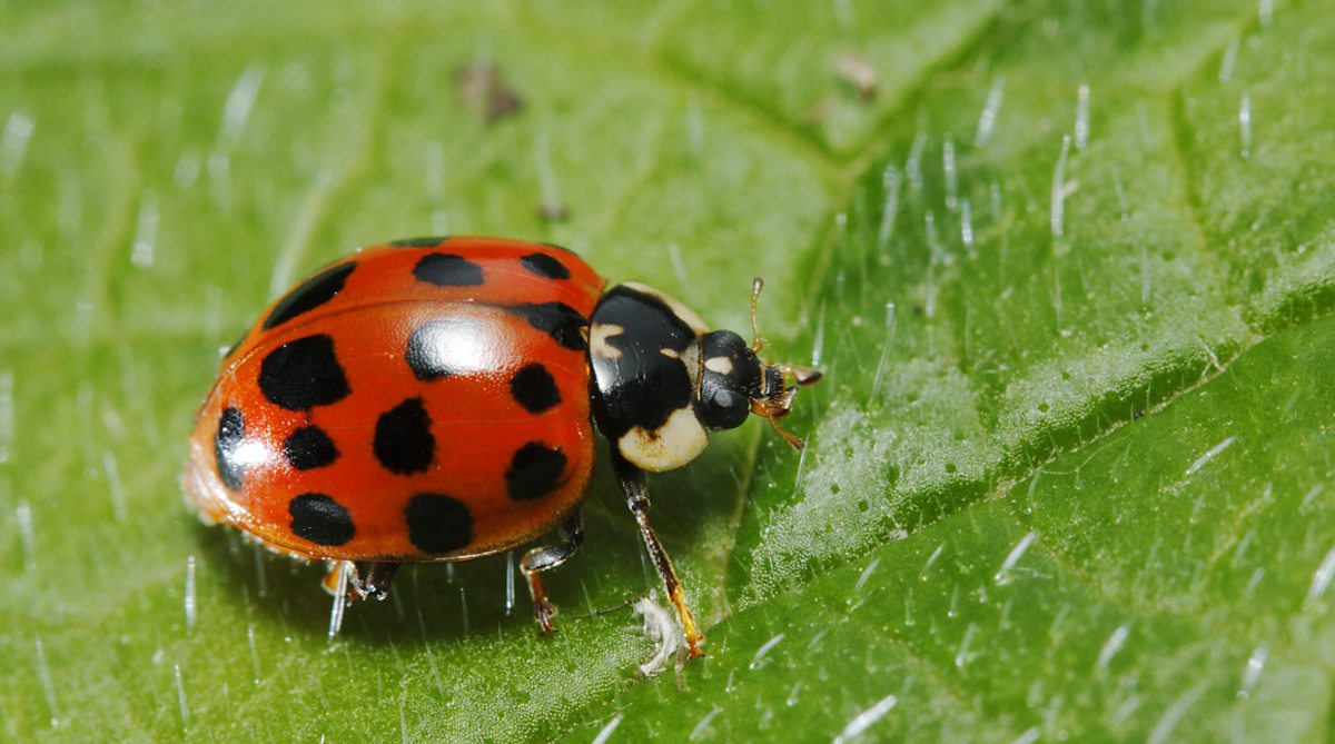 Predator-prey cycles - Ecosystems and biodiversity - AQA Synergy - GCSE ...