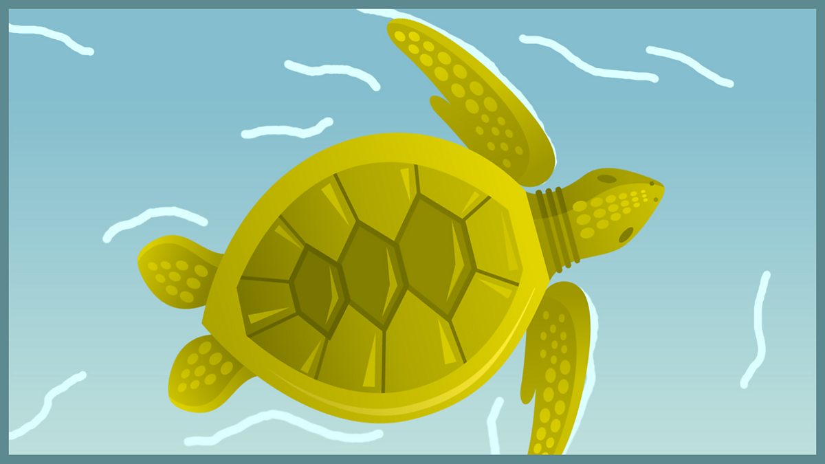 EYFS. Playtime - Turtle - BBC Teach