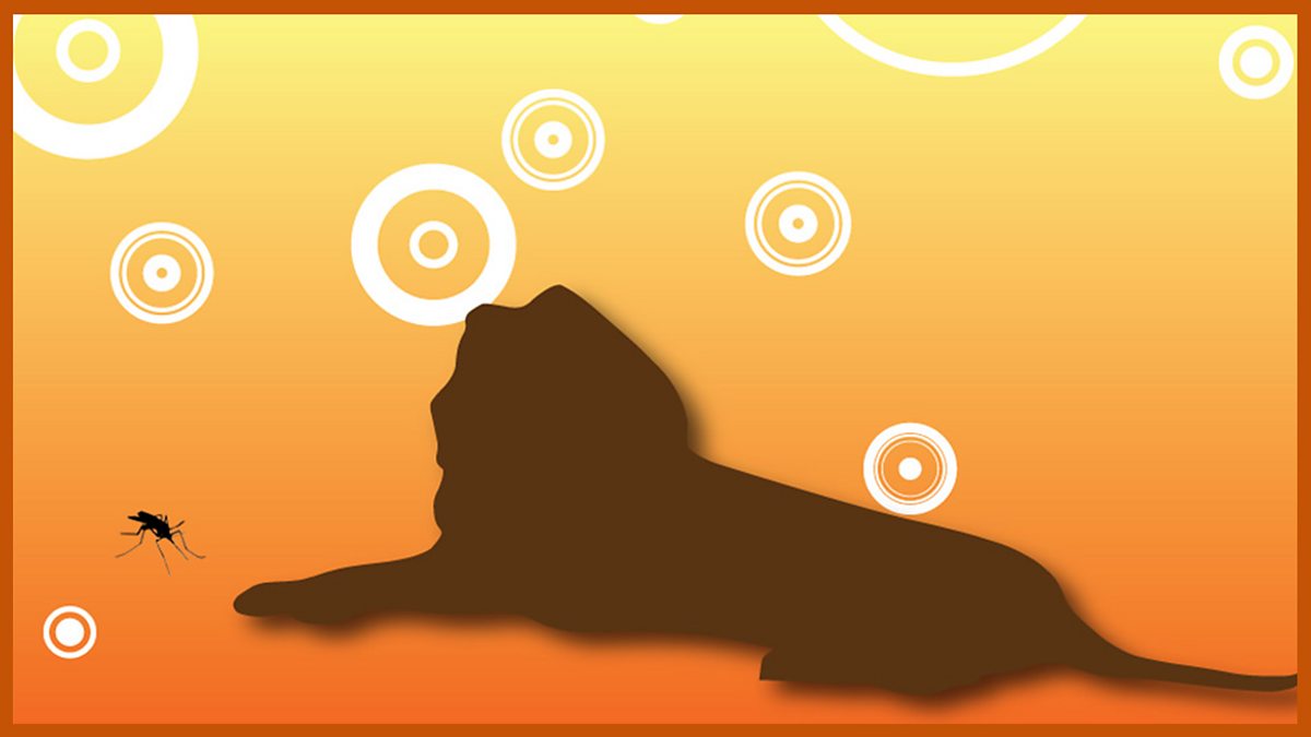 English KS1/KS2: Aesop's Fables - 6. The Gnat and the Lion - BBC Teach