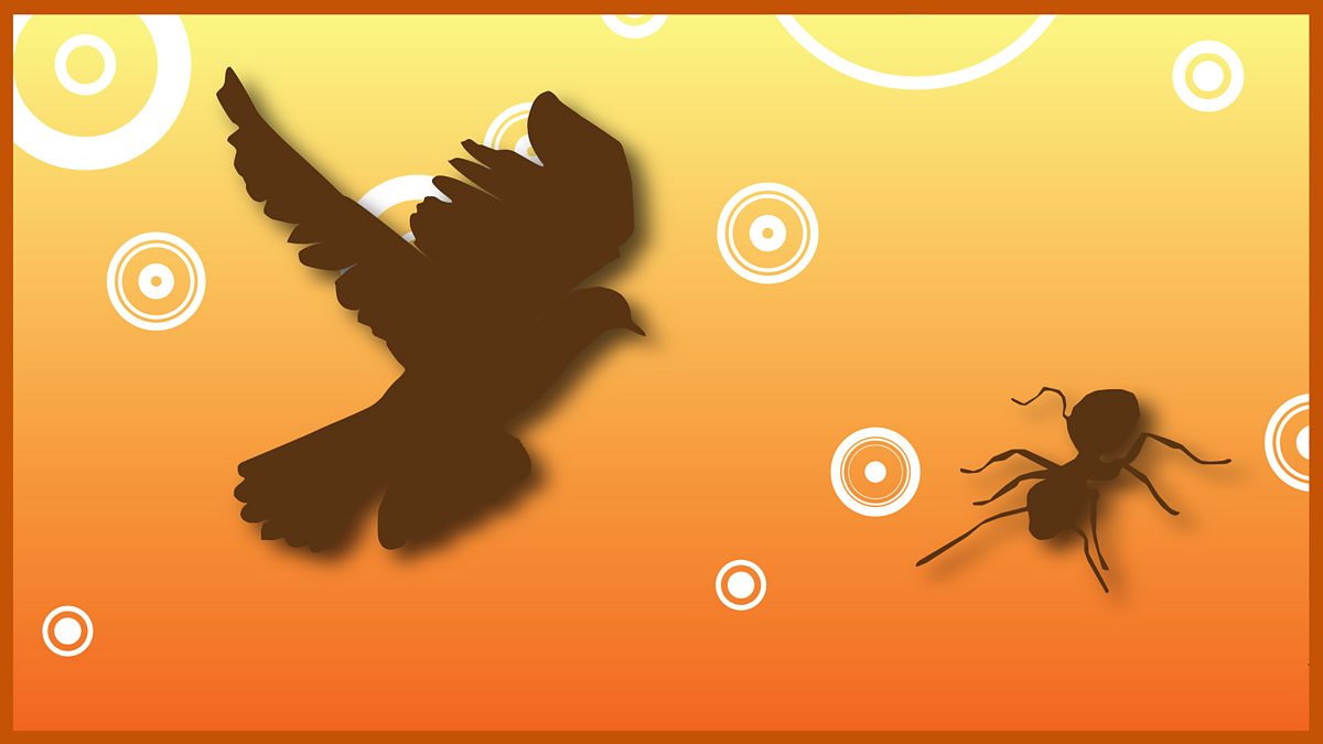 English KS1/KS2: Aesop's Fables - 39. The Ant and the Dove - BBC Teach