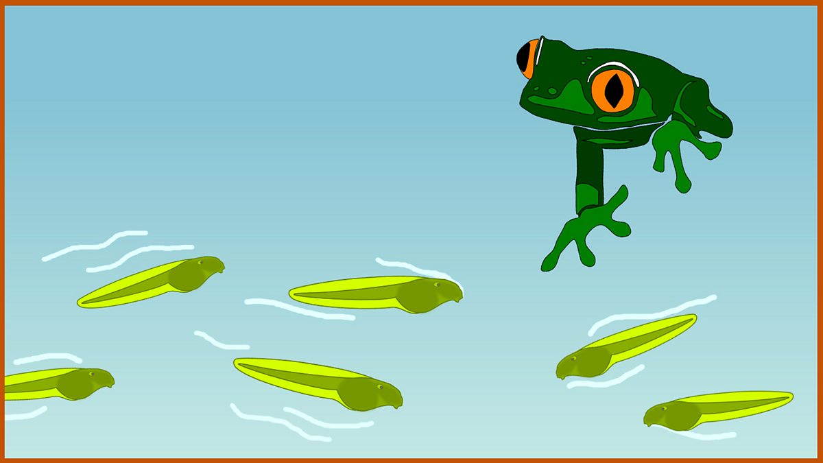 Tadpole tails - BBC Teach