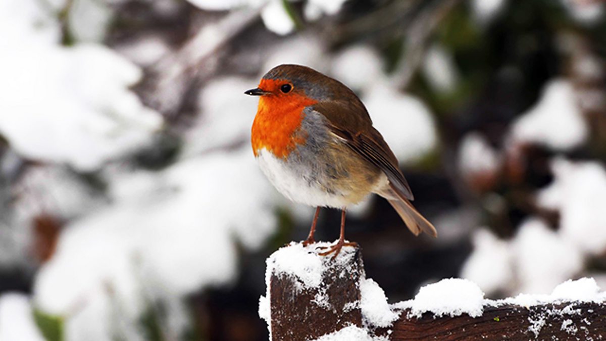 Winterwatch 2019 - Live Lesson - BBC Teach