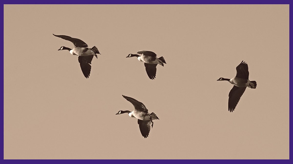 Spring in the garden. 3: Birds on the move - BBC Teach