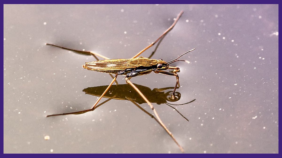 The Pond in Spring. 1: Underwater action - BBC Teach