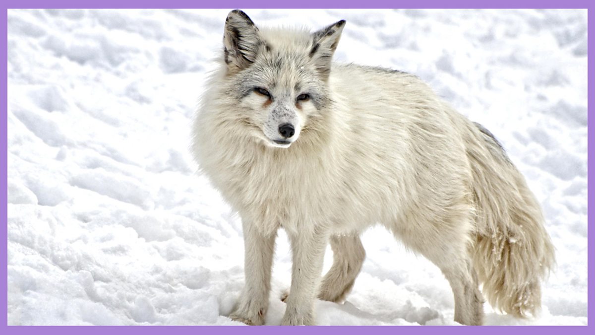 Snow world. 2: Creatures in the snow - BBC Teach