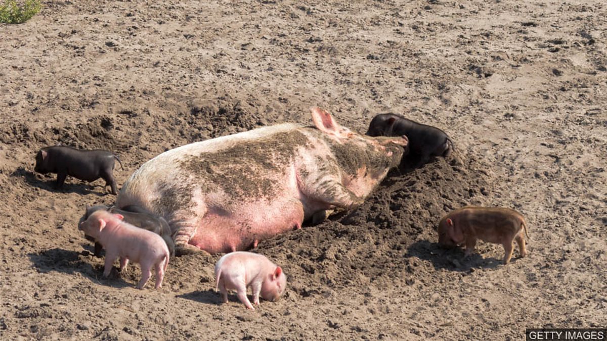 BBC Learning English - 今日短语 / As happy as a pig in muck 乐不可支