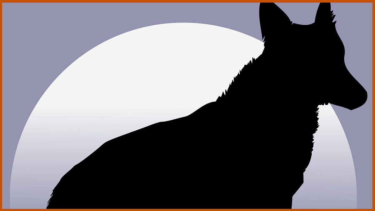 How the Wolf lost its tail - BBC Teach
