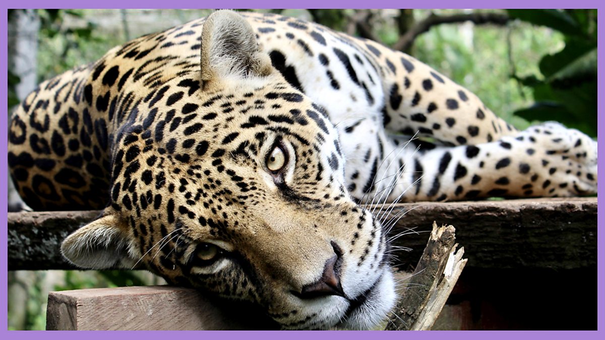 Life in the rainforest. 3: Leopard is rescued - BBC Teach