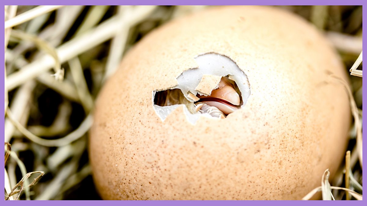 Egg stravaganza! 1: Whose egg is this? - BBC Teach