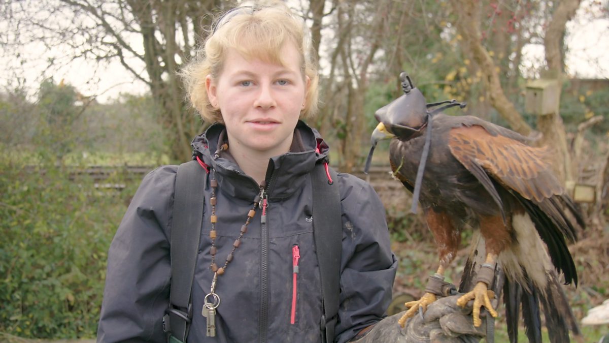 How to become a bird of prey specialist - BBC Bitesize