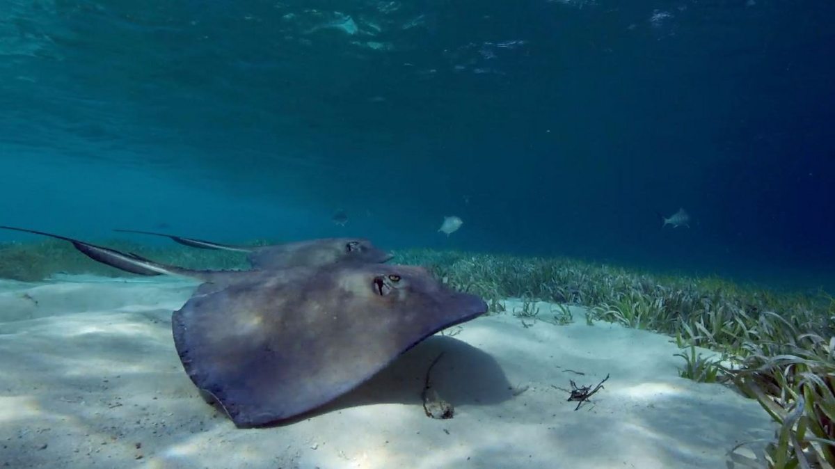 KS2 Science: Protecting stingrays in the Bahamas - BBC Teach