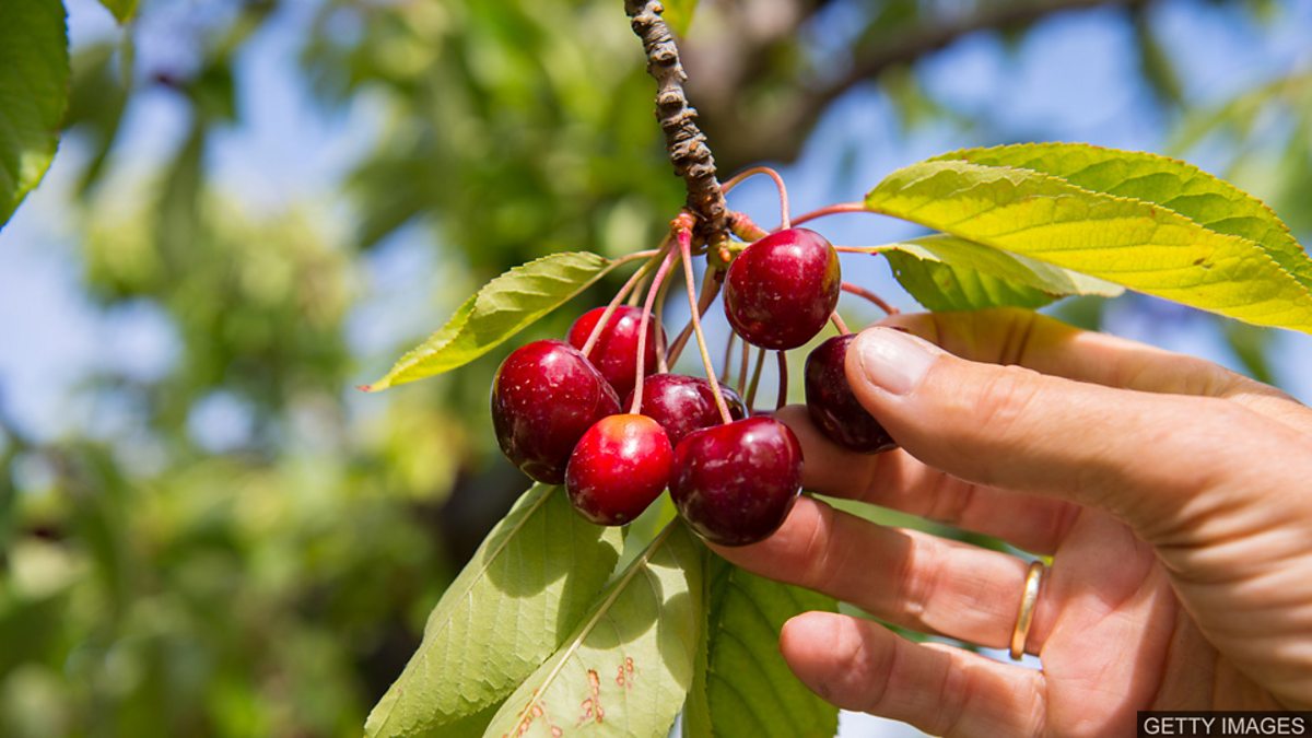 BBC Learning English - 地道英语 / Cherry-pick 择优挑选