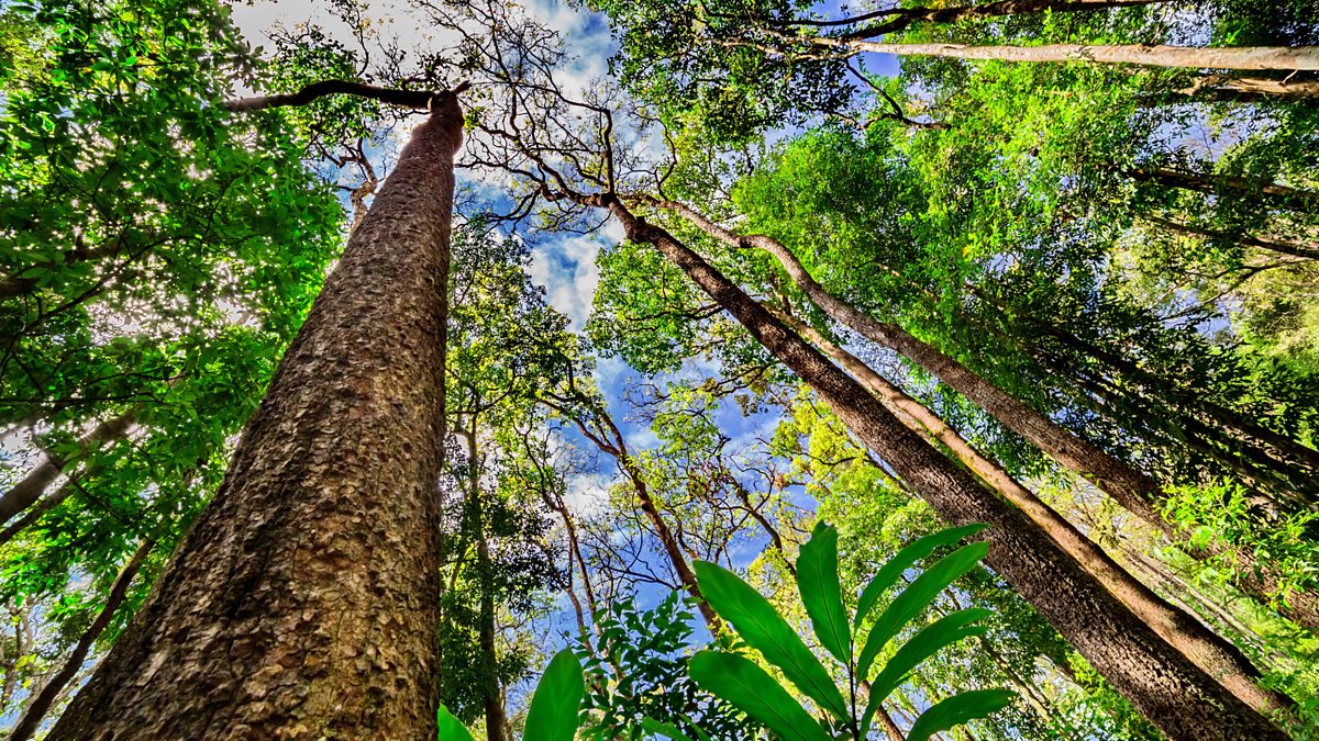 BBC Learning English - Lingohack / The Amazon and climate change