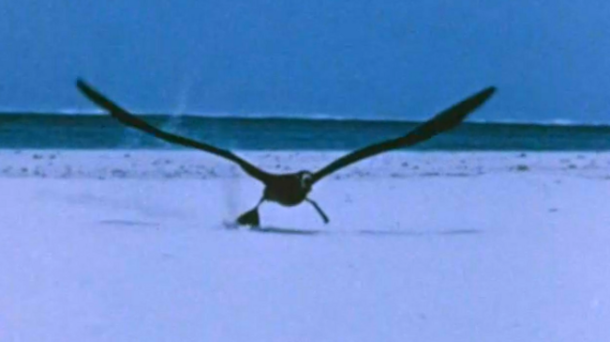 Gooney birds interlude - BBC Archive