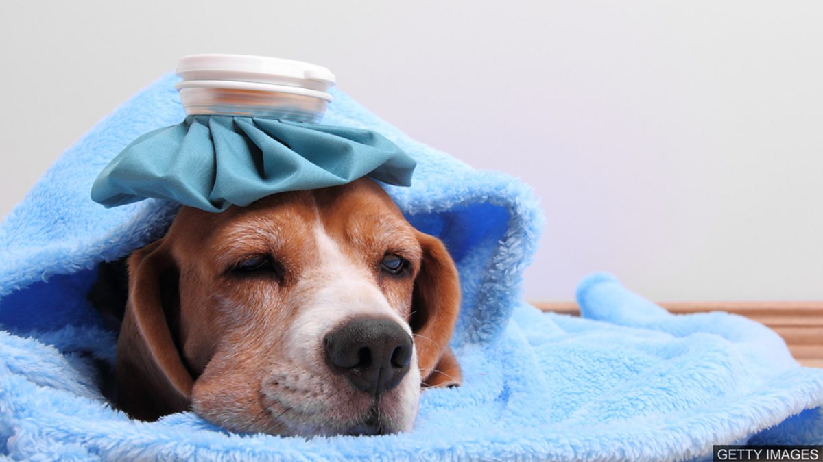 BBC Learning English - 今日短语 / As sick as a dog 病得很严重