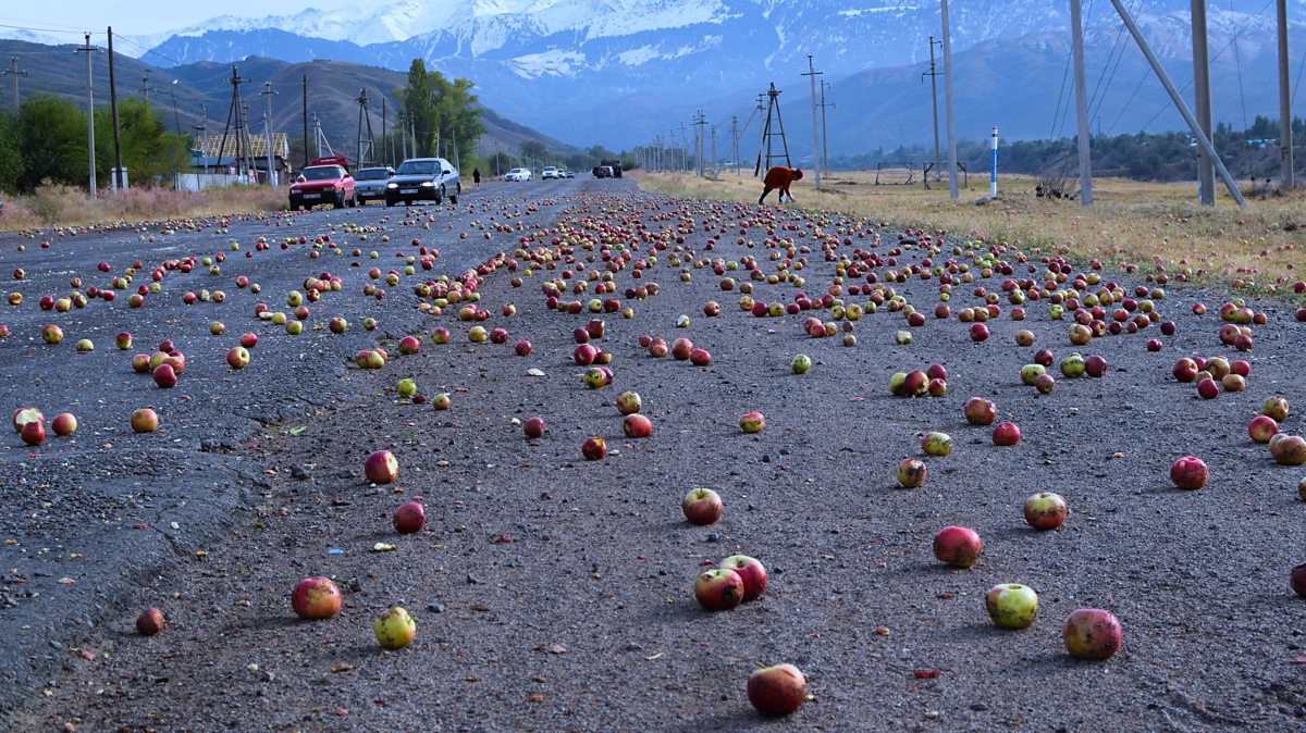 Wild apples: Six facts you might appl-e-ciate - BBC Bitesize