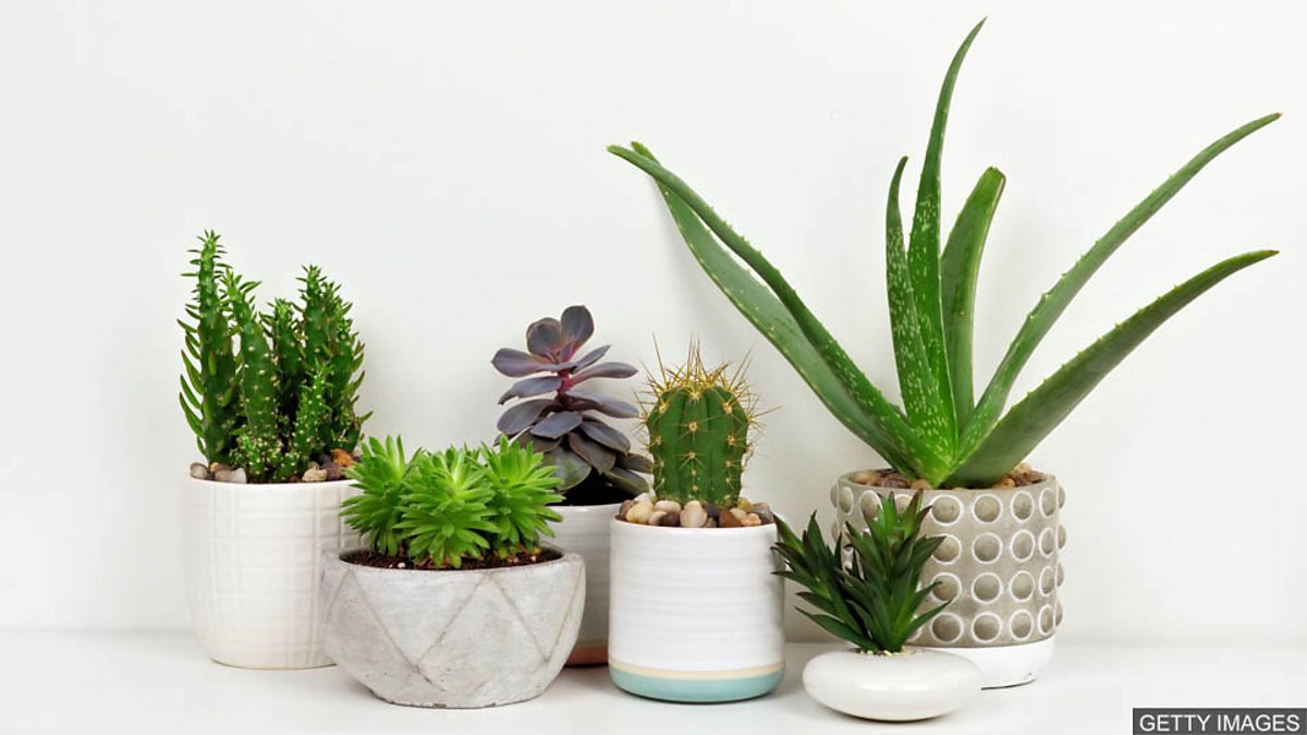 BBC Learning English - 随身英语 / Houseplants: Good or bad? 在家里养盆栽好不好？