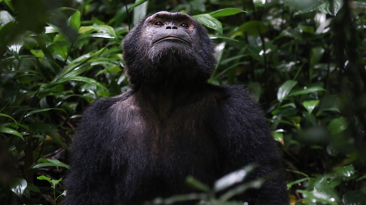 Primates: How many species do you recognise? - BBC Bitesize