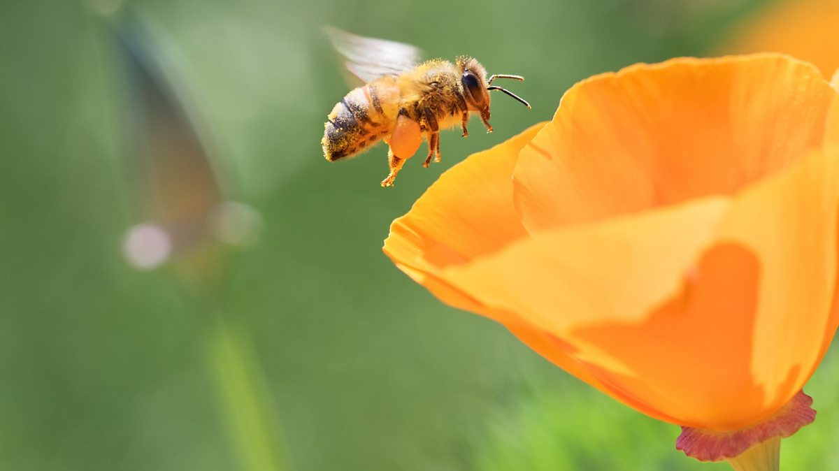 Urbanisation Bbc Bitesize