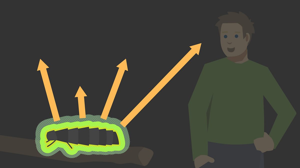 CA2 Gwyddoniaeth – Prosesau ffisegol – Golau - BBC Bitesize