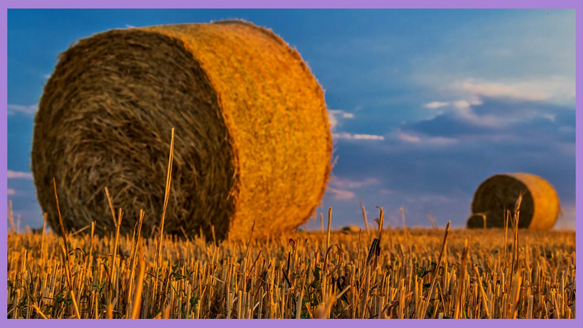 Autumn is here. 1: Autumn harvest - BBC Teach