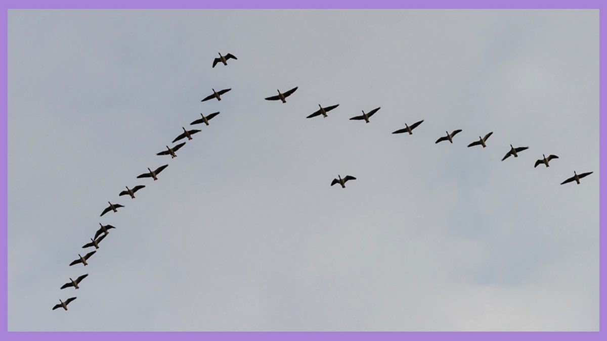 Autumn. 2: Animals in Autumn - BBC Teach