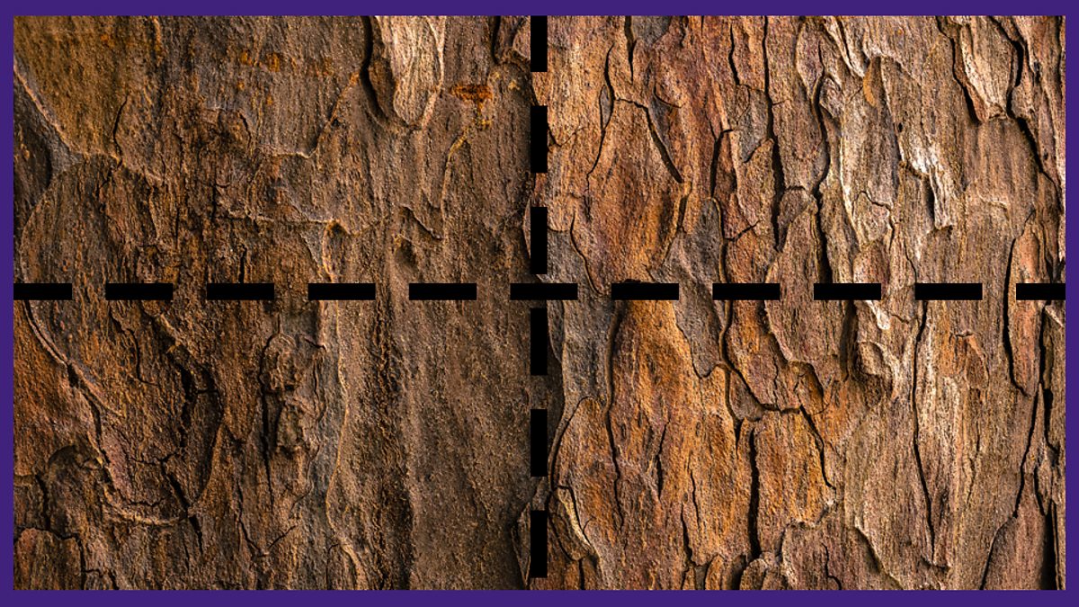 Pattern world. 2: Asymmetry in the natural world - BBC Teach