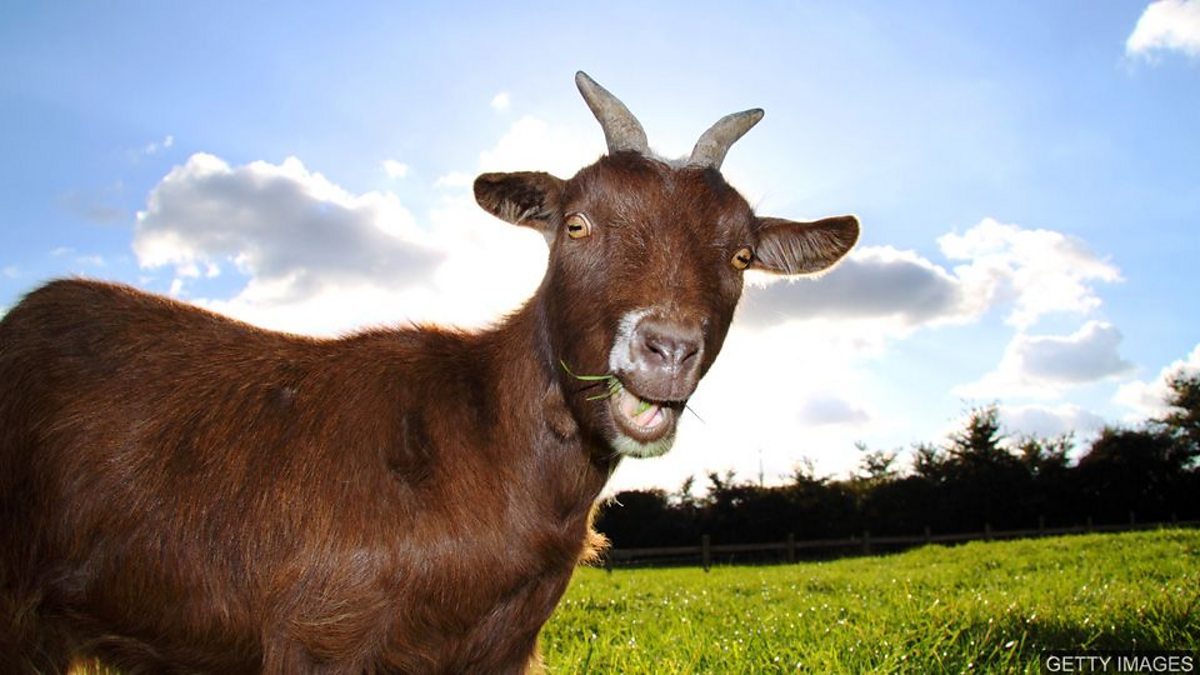 BBC Learning English - The English We Speak / GOAT