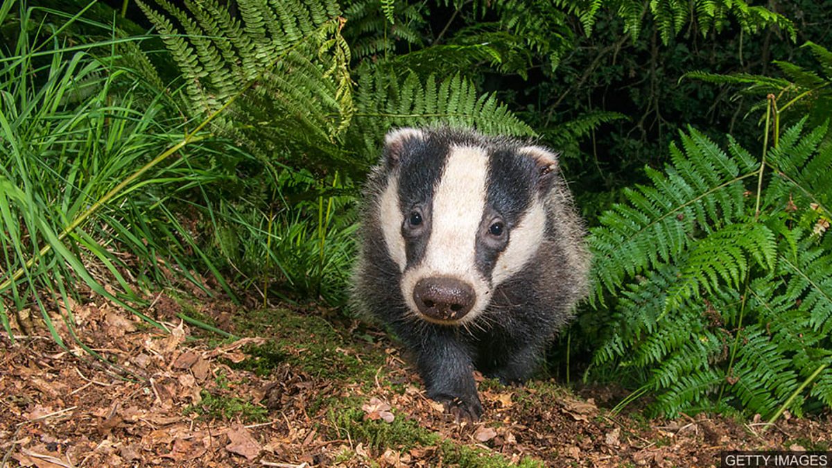 BBC Learning English - 英语大破解 / Badger intruder 毛茸茸的不速之客
