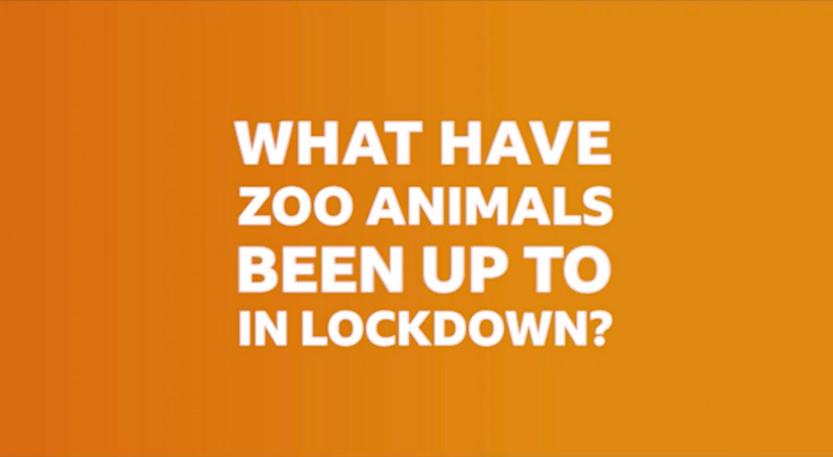 What did zoo animals get up to in lockdown? - BBC Bitesize