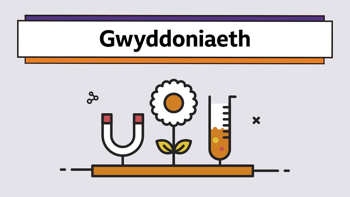 Cyfnod Allweddol 2 - Gwyddoniaeth - BBC Bitesize