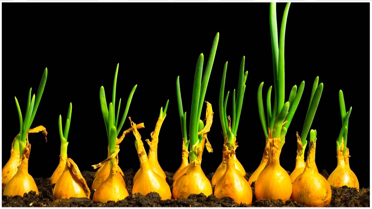 Harvest - Live Lesson - BBC Teach