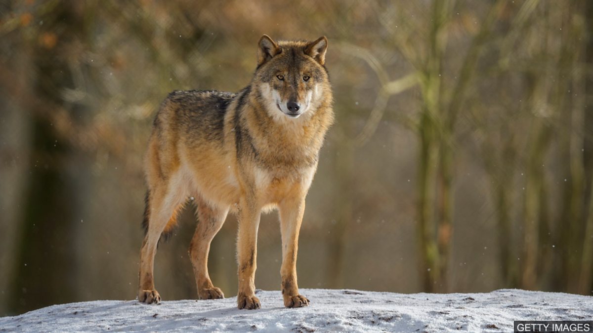 BBC Learning English - 今日短语 / Lone wolf 独来独往、不合群的人