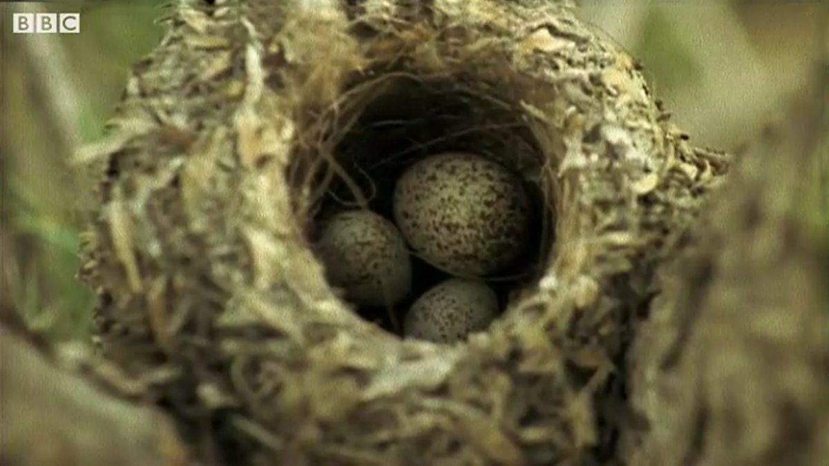 Animals that lay eggs - BBC Teach