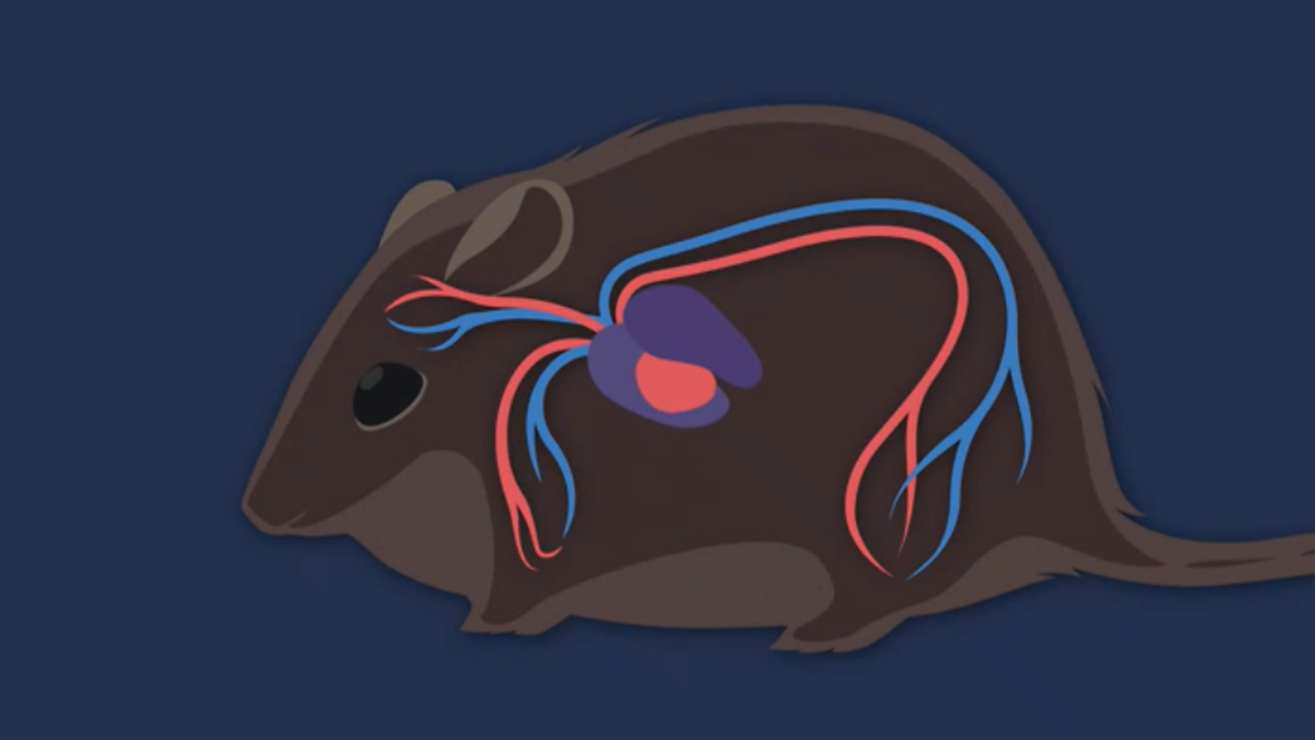 Transport of nutrients and water - BBC Bitesize