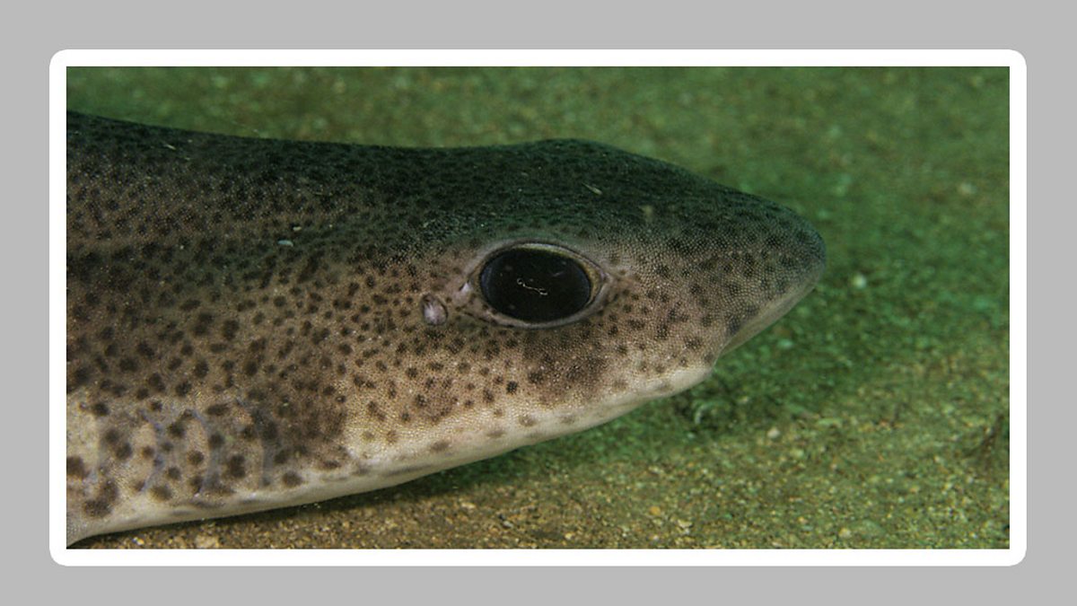How can some ocean animals avoid predators? - KS2 Sustainability ...