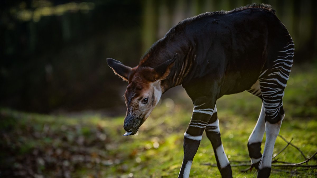 Poo at the zoo: How analysing poo can help animals - BBC Bitesize