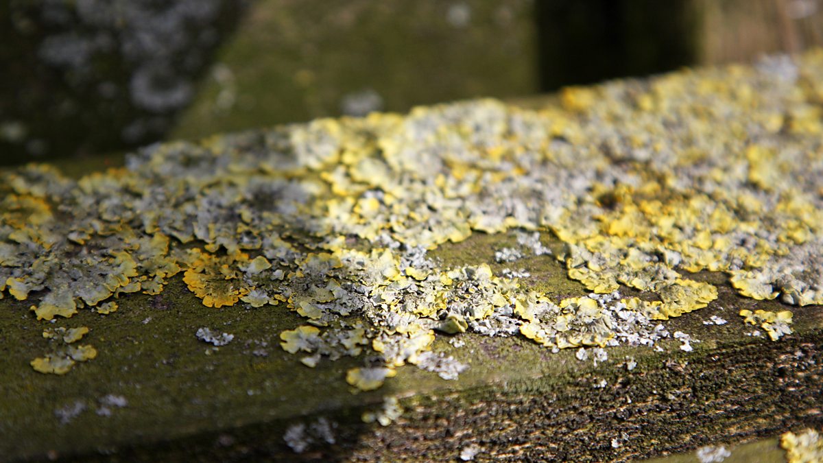 Competition - Environmental changes and competition (CCEA) - GCSE ...